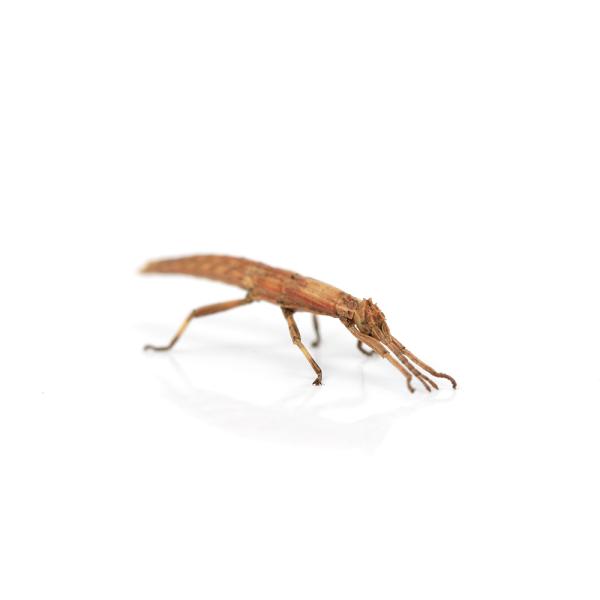 PF_SPQ　昆虫　その他昆虫　直翅類　ナナフシ目　コブナナフシ科　フトナナフシ科　Orestes　japonicus　コブナナフシ　コノハムシ　y25m02　20250208　2025zenki　JA　2025tuuki　restock