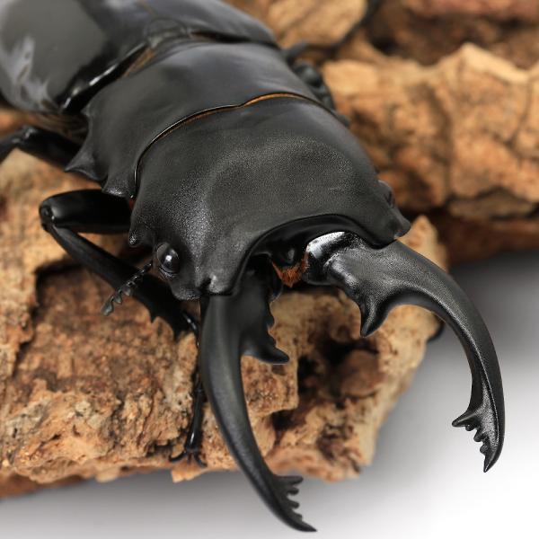 PF_SPQ　Philippines_insects　昆虫　クワガタムシ　外国産クワガタムシ　ツヤクワガタ　オドントラビス　ダールマンツヤクワガタ　Odontolabis　dalmanni　intermedia　y25m02　2025022...