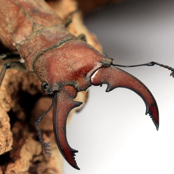 PF_SPQ　昆虫　Philippines_insects　クワガタムシ　外国産クワガタムシ　キクロマトス　ホソアカクワガタ　Cyclommatus　suzumurai　20250315　y25m03　2025zenki　2025tuuki...