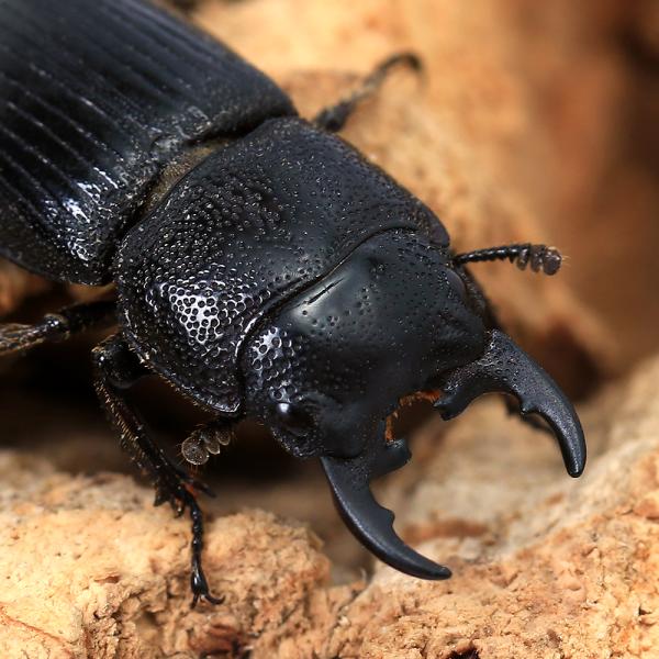 PF_SPQ　昆虫　クワガタムシ　外国産クワガタムシ　外国産ネブトクワガタ　アエグス　フィリピンネブトクワガタ　Aegus　philippinensis　philippinensis　20250315　y25m03　2025zenki　20...