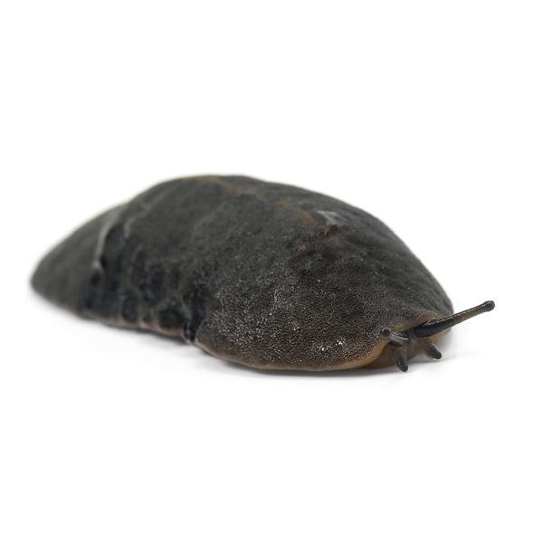 PF_SPQ　昆虫　軟体動物　奇虫　奇蟲　Laevicaulis　alte　アシヒダナメクジ　カタツムリ　ナメクジ　アワモチ　20250517　y25m05　2025zenki　2025tuuki　JA　restock