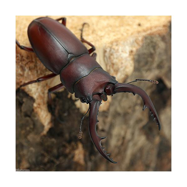 PF_SPQ　昆虫　クワガタムシ　日本産　本土産　ノコギリクワガタ　Prosopocoilus　inclinatus　inclinatus　ｙ25ｍ04　20250825　2025zenki　2025tuuki　ＹＯ　weeklyinsec...