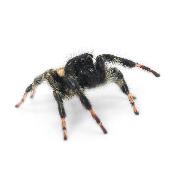 PF_SPQ　昆虫虫　Carrhotus　xanthogramma　三筋蝿取蜘蛛　えきちゅう　益虫　蝿取蜘蛛　蠅捕蜘蛛　蝿虎　蝿豹子　蝿蝗　jumping　spider　ジャンピングスパイダー　節足動物門　クモ綱　クモ目　ハエトリグモ科　ハ...