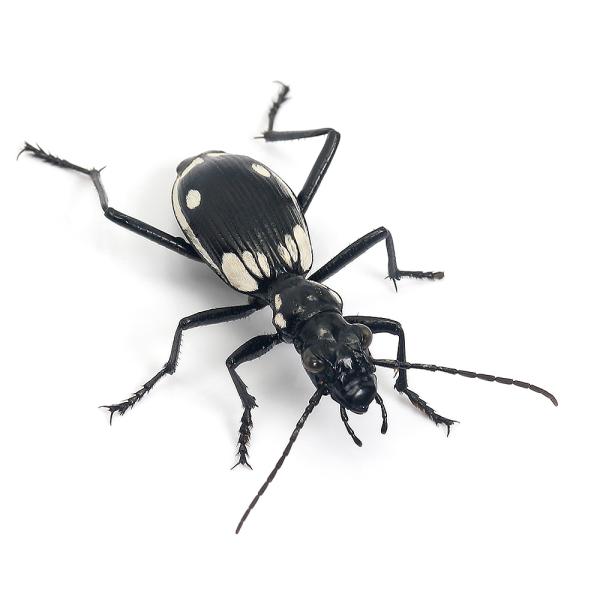 PF_SPQ　昆虫　甲虫　Anthia　sexmaculata　marginata　トゥエルブスポットプレデタービートル　プレデタービートル　オサムシ　ゴミムシ　20250427　y25m04　2025zenki　2025tuuki　JA　...