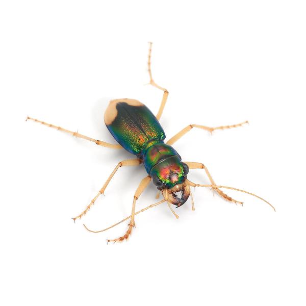 PF_SPQ　昆虫　甲虫　販売　飼育　飼い方　Megacephala　euphratica　オオズハンミョウ　タイガービートル　オサムシ　ゴミムシ　ハンミョウ　20250427　y25m04　2025zenki　JA　resｔock