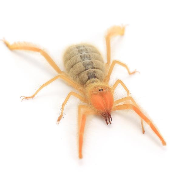 PF_SPQ　昆虫　販売　飼育　飼い方　奇蟲　奇虫　Galeodes　deserti　ヒヨケムシ　フェザーレッグヒヨケムシ　20250712　y25m07　2025kouki　JA　restock