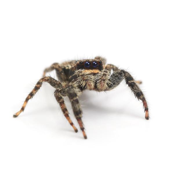 PF_SPQ　_insect　昆虫　クモ　Marpissa　milleri　蜘蛛　えきちゅう　益虫　jumpingspider　ジャンピングスパイダー　オオハエトリグモ　ハエトリグモ　奇虫　奇蟲　20250712　y25m07　2025ko...