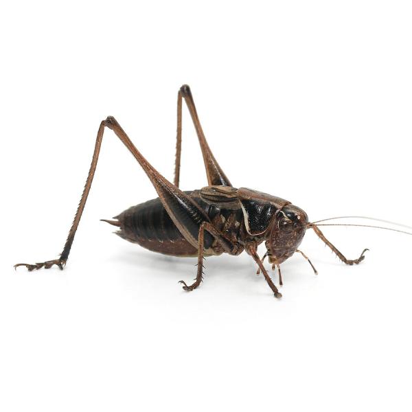 PF_SPQ　_insect　昆虫　insect_database　コバネヒメギス　Ｃｈｉｚｕｅｌｌａ　ｂｏｎｎｅｔｉ　▲鳴き虫　鳴く虫　バッタ　直翅目　キリギリス　20250720　y26m07　2025kouki　2025tuuki　M...