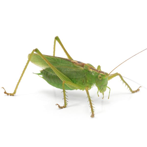PF_SPQ　_insect　insect_database　ヤブキリ　オス　Ｔｅｔｔｉｇｏｎｉａ　ｓｐ．　連続やや遅鳴き　藪切　▲鳴き虫　直翅目　バッタ　鳴く虫　20250803　y25m08　2025kouki　2025tuuki　JA...