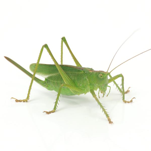 PF_SPQ　_insect　昆虫　insect_database　ヤブキリ　メス　Ｔｅｔｔｉｇｏｎｉａ　ｓｐ．　連続やや遅鳴き　藪切　▲鳴き虫　直翅目　バッタ　鳴く虫　20250803　y25m08　2025kouki　2025tuuki...