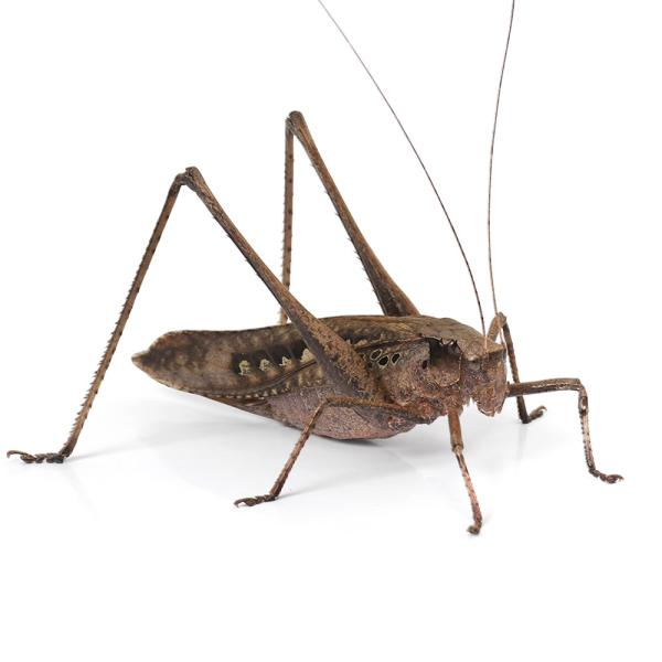 PF_SPQ　_insect　昆虫　販売　飼育　飼い方　成虫　クツワムシ　タイワンクツワムシ　Mecopoda　elongata　insect_database　管巻　クダマキ　▲鳴き虫　鳴く虫　バッタ　直翅目　20250928　y25m0...