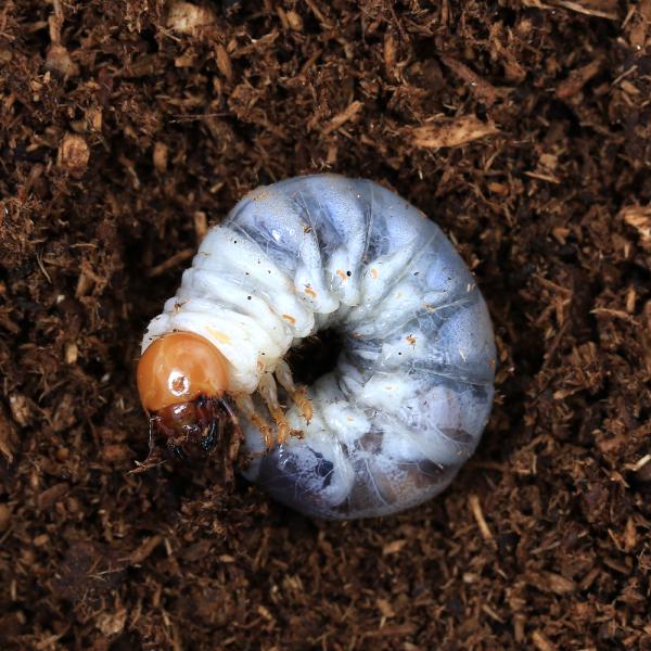 PF_SPQ　クワガタ　ノコギリクワガタ　ドルサリスノコギリクワガタ　色虫　Prosopocoilus　dorsalis　dorsalis　外国産クワガタ（幼虫）　クワガタ色虫　幼虫　昆虫生体　20251127　y25m11　2025kou...