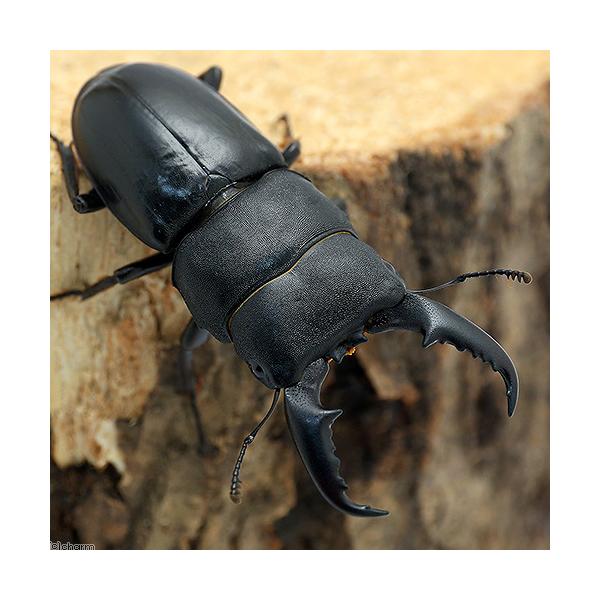 PF_SPQ　クワガタ　本土産　国産ヒラタ　本土ヒラタ　国産クワガタ　Dorcus　titanus　pilifer　restock
