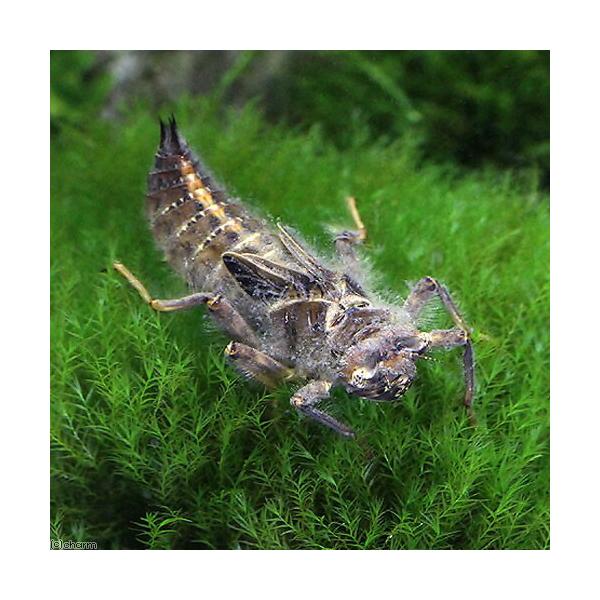 昆虫　水中生物　トンボ　オニヤンマ　ヤゴ　トンボ目　オニヤンマ科　ヤンマ　Anotogaster　sieboldii　水生昆虫　水棲昆虫　OSH　20230501　restock