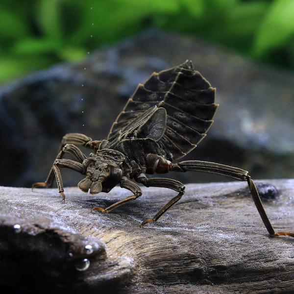 PF_SPQ　昆虫　水中生物　トンボ　コオニヤンマ　ヤゴ　トンボ目　オニヤンマ科　ヤンマ　Sieboldius albardae　水生昆虫　水棲昆虫　20260225　y26m02　2026zenki　JA