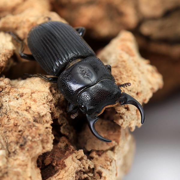 PF_SPQ　昆虫　クワガタムシ　国産クワガタムシ　日本産クワガタムシ　ネブトクワガタ　Aegus　laevicollis　tamanukii　20250517　y25m05　2026zenki　2026tuuki　YO　restock