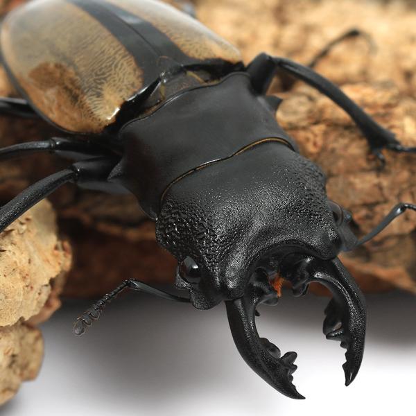 PF_SPQ　クワガタ　nesia_insect　オドントラビス　外国産クワガタ　ツヤクワガタ　ルデキンツヤクワガタ　ルデキングツヤクワガタ　Odontolabis　ludekingi