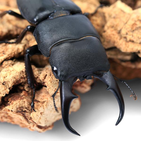 PF_SPQ　クワガタ　本土産　国産ヒラタ　本土ヒラタ　国産クワガタ　Dorcus　titanus　pilifer　ＹＯ