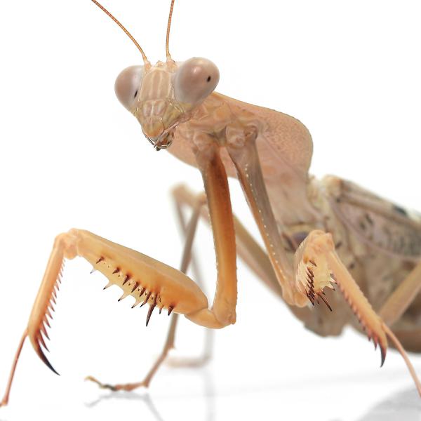 PF_SPQ　昆虫　カマキリ　Rhombodera　kirbyi　直翅類　直翅目　20260115　y26m01　2026zenki　JA