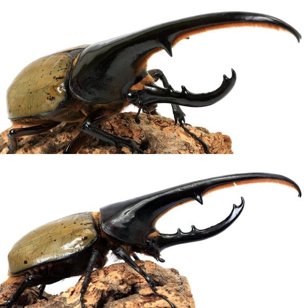 PF_SPQ　sfset　カブト　ダイナステス　外国産カブト　ヘラクレス・ヘラクレス　ヘラクレスオオカブト　ヘラヘラ　hercules_hercules　Dynastes　hercules　昆虫生体　202601　y26m01　2026ze...