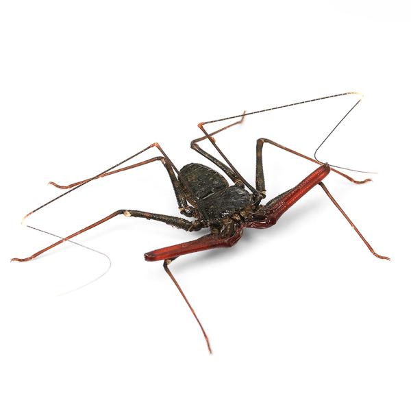 PF_SPQ　昆虫　奇虫　奇蟲　タイ産ウデムシ　タイランドウデムシ　ウデムシ　カニムシモドキ　Phrynichus　orientalis　y26m02　20260213　2026zenki　JA　kongetsunyukainsect