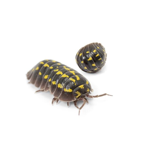 PF_SPQ　昆虫　Armadillidium　gestroi　ダンゴムシ　ゲストロイ　ワラジムシ　奇虫　奇蟲　20260213　y26m02　2026zenki　JA