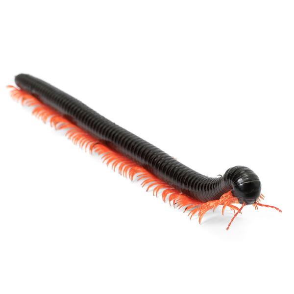 PF_SPQ　_insect　sfset　昆虫　Alienostreptus　bicoloripes　insect_database　その他昆虫　奇蟲　奇虫　ヤスデ　ムカデ　y26m02　20260213　2026zenki　JA　kong...