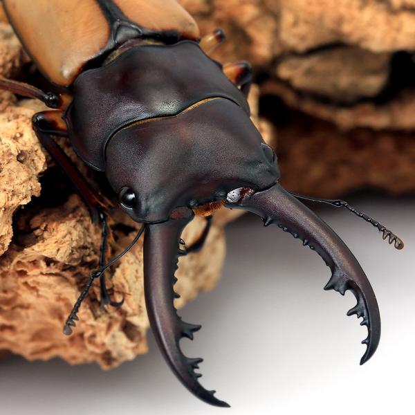 PF_SPQ　昆虫　クワガタムシ　外国産ノコギリクワガタ　外国産クワガタムシ　ブルイジンノコギリクワガタ　Prosopocoilus　bruijini　y26m03　20260319　2026zenki　JA　kongetsunyukain...