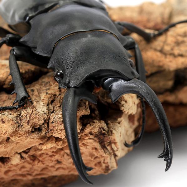 PF_SPQ　クワガタ　オドントラビス　カブト・クワガタ・用品　カブトムシ・クワガタ　外国産クワガタ　成虫　ダールマンツヤクワガタ　セレベンシス　Odontolabis　dalmanni　celebensis