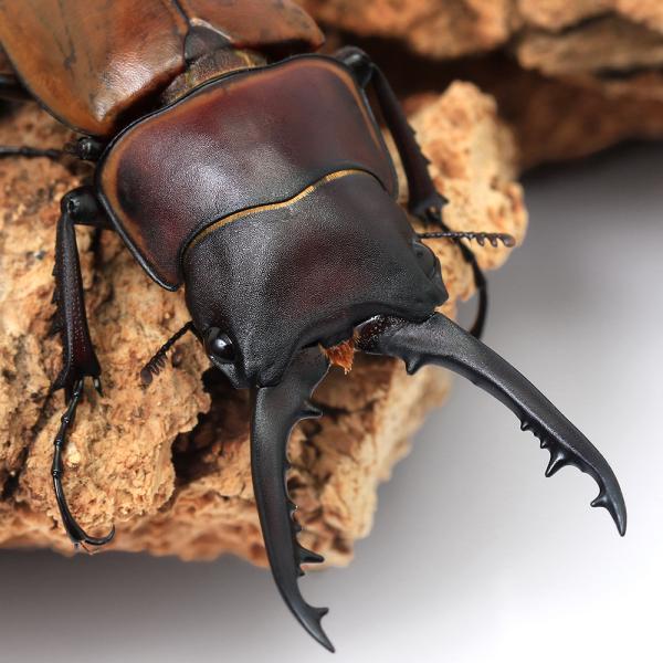 PF_SPQ　_insect　▲クワガタ　カブト・クワガタ・用品　カブトムシ・クワガタ　外国産クワガタ（成虫）　ウォレスノコギリクワガタ　外国産ノコギリクワガタ　Prosopocoilus　wallacei　ＹＯ