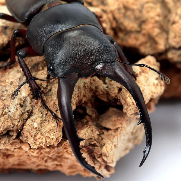 PF_SPQ　昆虫　クワガタムシ　外国産ノコギリクワガタ　外国産クワガタムシ　ブルイジンノコギリクワガタ　Prosopocoilus　gracilis　y26m03　20260319　2026zenki　JA　kongetsunyukain...