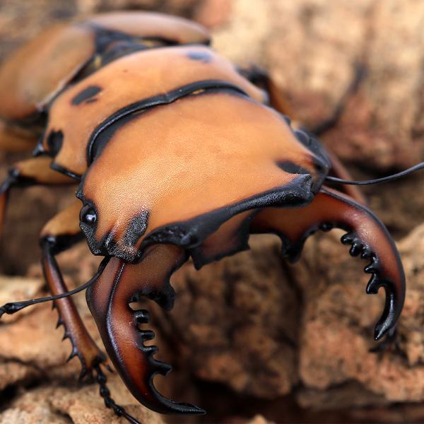 PF_SPQ　muryotassei_900_999　_insect　クワガタ　色虫　カブトムシ・クワガタ　外国産クワガタ（幼虫）　▲クワガタ色虫　kessan_mushi0531　kaijyo　jgankar2　20260319　ＹＯ