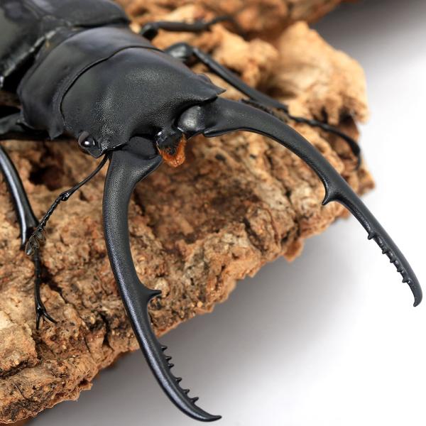 PF_SPQ　▲クワガタ　外国産ノコギリクワガタ　カブト・クワガタ・用品　カブトムシ・クワガタ　外国産クワガタ（成虫）　Prosopocoilus　confucius　20260326　y26m3　2026zenki　　2026tuuki　ＹＯ