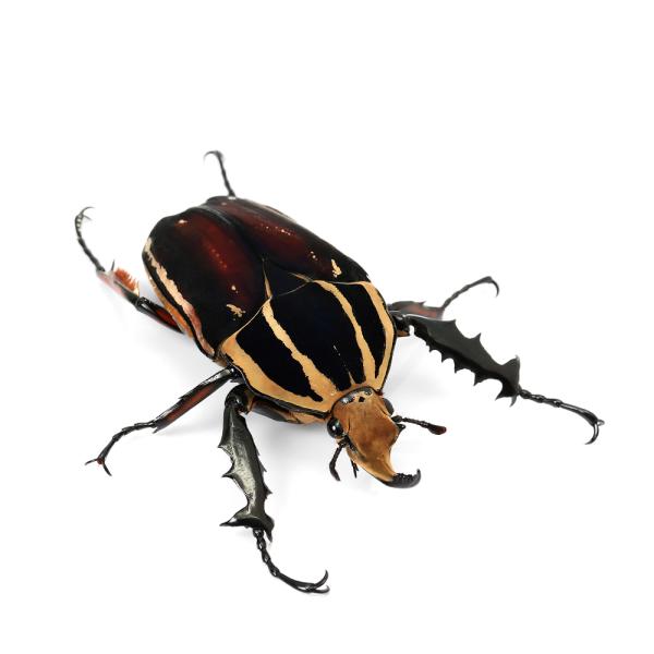 PF_SPQ　_insect　sfset　カブト・クワガタ・用品　カブトムシ・クワガタ　外国産カブト（幼虫）　20150204　ｙｍ　ハナムグリ　ブンブン　トルクアータ　オオツノハナムグリ　gIPaR2ix_kncu　YO　20260326...