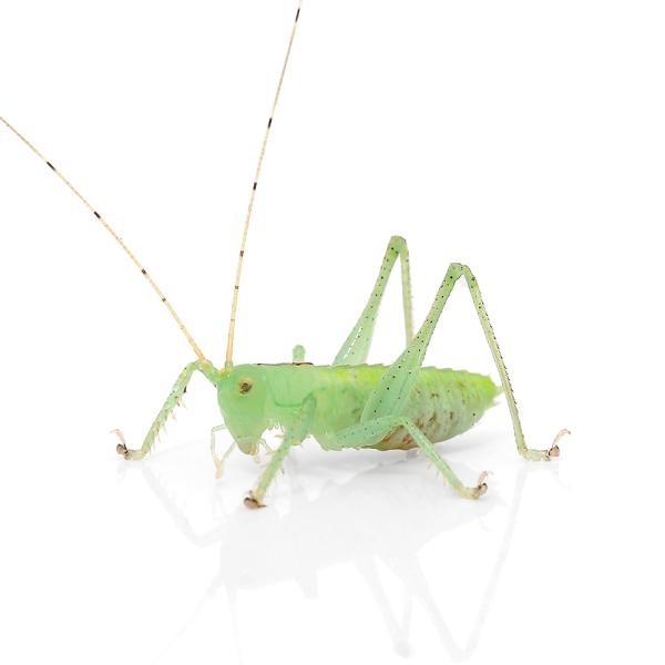 PF_SPQ　muryotassei_900_999　_insect　カブト・クワガタ・用品　水生昆虫・その他生体　熱帯魚・エビ他　ザリガニ・その他生体　ハタケノウマオイ　幼虫　Ｈｅｘａｃｅｎｔｒｕｓ　ｊａｐｏｎｉｃｕｓ　insect_da...