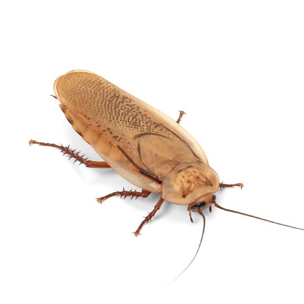 PF_SPQ　昆虫　奇虫　奇蟲　Rhypharobia　maderae　insect_database　その他昆虫　ローチ　ゴキブリ　20260409　y26m04　2026zenki　JA　restock　kongetsunyukainsect