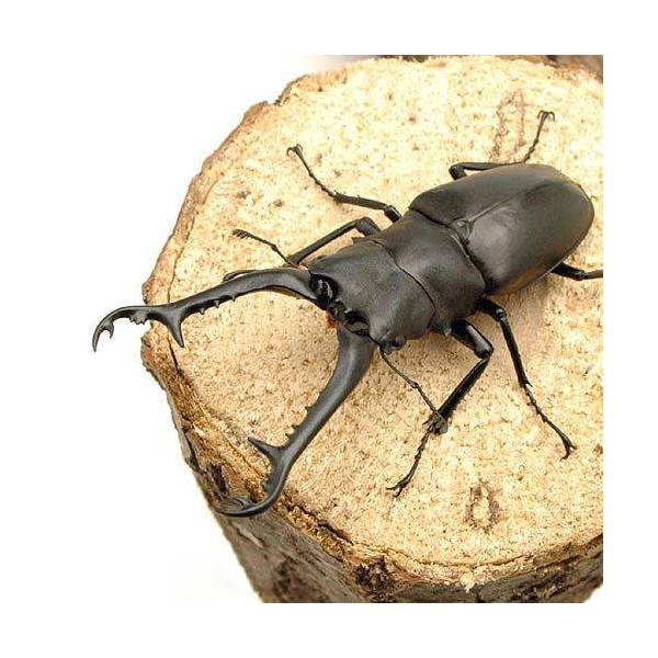 PF_SPQ　nesia_insect　▲クワガタ　外国産ノコギリクワガタ　カブト・クワガタ・用品　カブトムシ・クワガタ　外国産クワガタ（成虫）　ギラファノコギリ　insect_database　xl15ba6r昆虫　QD5WyoNX_kn...