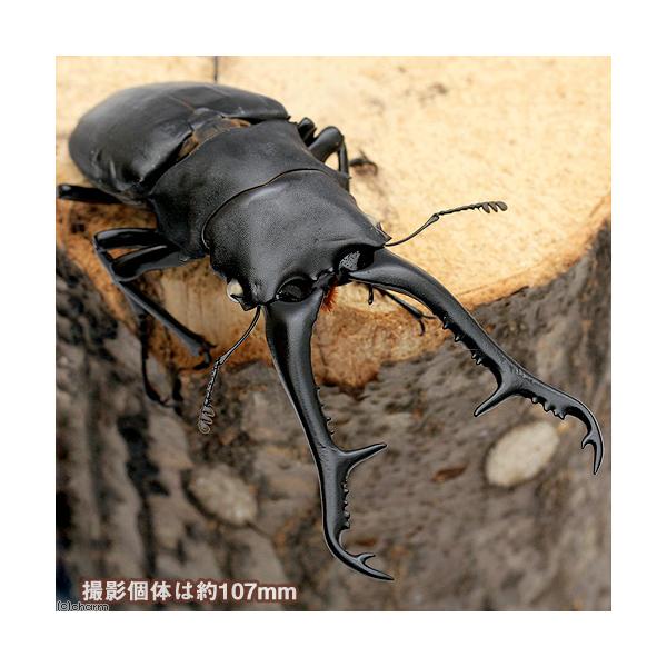 PF_SPQ　昆虫　クワガタムシ　外国産クワガタムシ　外国産ノコギリクワガタ　ギラファノコギリクワガタ　ケイスケ　Prosopocoilus　giraffa　keisukei　ＹＯ　20260330