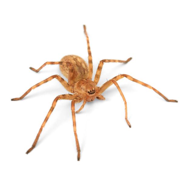 PF_SPQ　昆虫　クモ　蜘蛛　くも　節足動物　奇虫　奇蟲　Cebrennus　サバクアシダカグモ　20260429　y26m04　2026zenki　JA