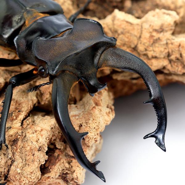 PF_SPQ　昆虫　クワガタ　カブト・クワガタ・用品　カブトムシ・クワガタ　外国産クワガタ　ルカヌス　フライ　Lucanus　fryi　y26ｍ04　20260416　2026zennki　YO　kongetsunyukainsect