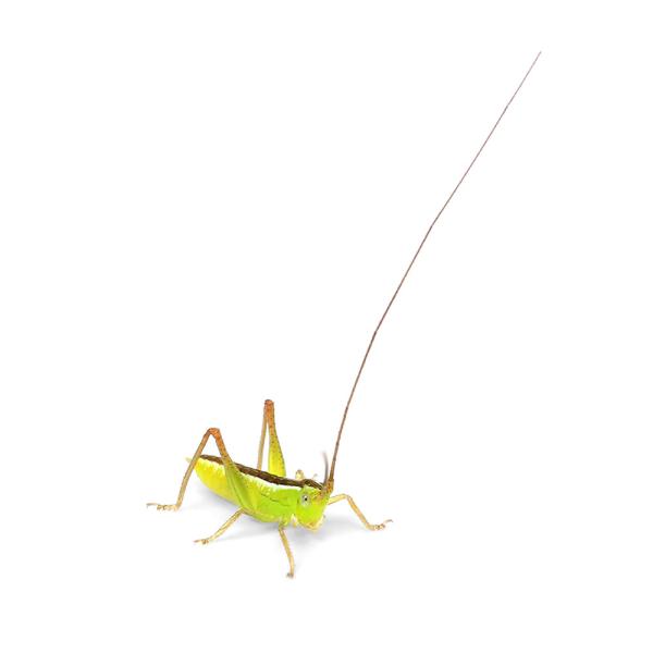 PF_SPQ　ササキリ　バッタ目　キリギリス科　Conocephalus　maculatus　直翅目　▲鳴き虫　insect_database　鳴く虫　20260506　y26m05　2026zenki　JA　kongetsunyukain...