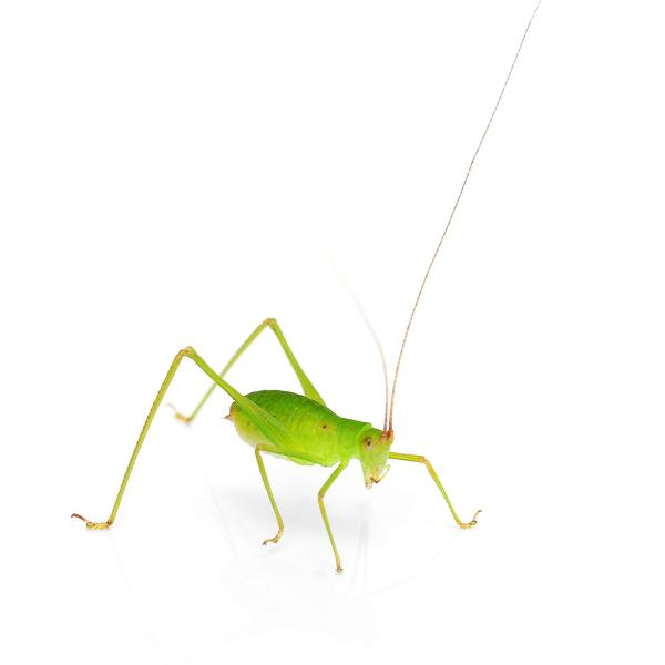 PF_SPQ　サトクダマキモドキ　ツユムシ　Ｈｏｌｏｃｈｌｏｒａ　ｊａｐｏｎｉｃａ　insect_database　▲鳴き虫　鳴く虫　バッタ　直翅目　20260506　y26m05　2026zenki　JA　kongetsunyukainsect