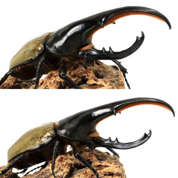 PF_SPQ　sfset　_insect　カブト　ダイナステス　カブト　外国産カブト　ヘラヘラ　ヘラクレス　グアドループ産　Dynastes　hercules　hercules　20260520　y26m05　2026zenki　JA　ko...
