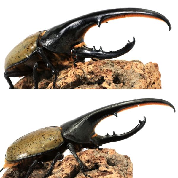 PF_SPQ　sfset　_insect　カブト　ダイナステス　カブト　外国産カブト　ヘラヘラ　ヘラクレス　グアドループ産　Dynastes　hercules　hercules　20260520　y26m05　2026zenki　JA　ko...