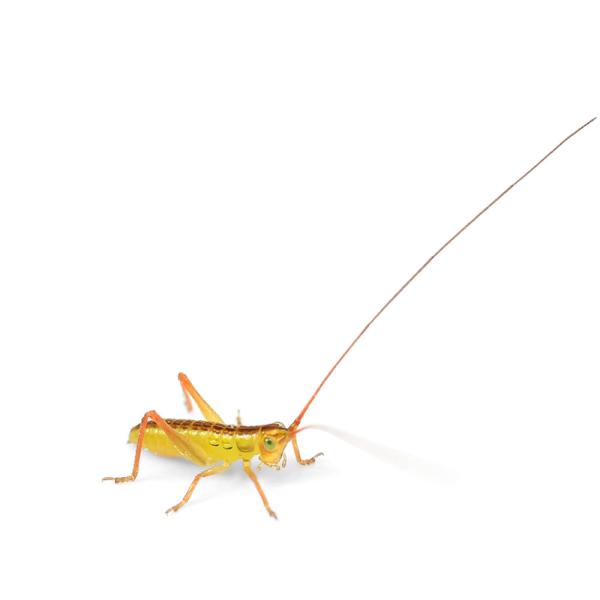 ササキリ　バッタ目　キリギリス科　Ｃｏｎｏｃｅｐｈａｌｕｓ　ｃｈｉｎｅｎｓｉｓ　直翅目　▲鳴き虫　insect_database　鳴く虫　20260404　y26m04　2026zenki　JA　kongetsunyukainsect