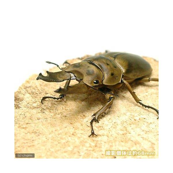 PF_SPQ　Malaysia_insect　昆虫　クワガタムシ　外国産クワガタ　アロトプス　オウゴンオニクワガタ　モーレンカンプオウゴンオニクワガタ　モセリオウゴンオニクワガタ　Allotopus　moellenkampi　moseri　...