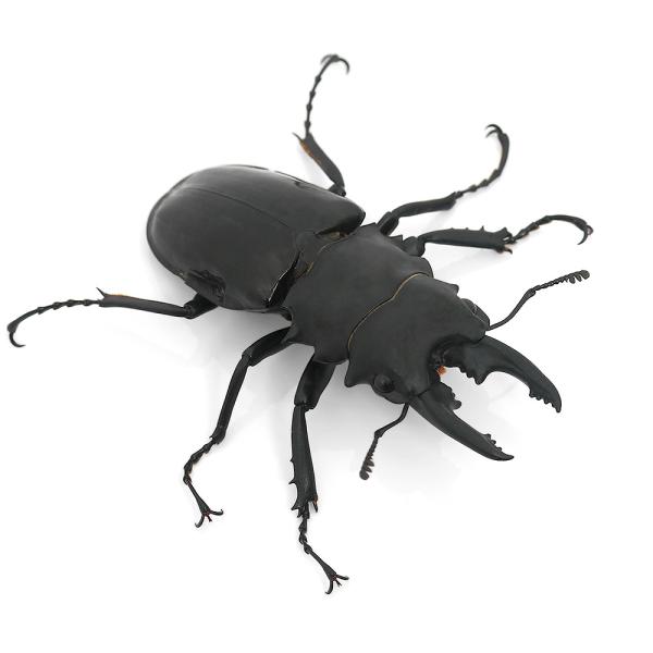 PF_SPQ　nesia_insect　▲クワガタ　オドントラビス　カブトムシ・クワガタ　外国産クワガタ（成虫）　オドントラビス　ベリコサツヤクワガタ　Odontolabis　bellicosa　insect1227nyuuka　y26m0...