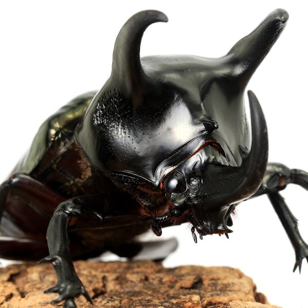PF_SPQ　Malaysia_insect　▲カブト　カルコソマ　コーカサスオオカブトムシ　マレコ　マレーコーカサス　Chalcosoma　chiron　kirbyi　20260510　y26m05　2026zenki　JA　konget...