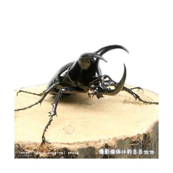 PF_SPQ　Malaysia_insect　昆虫　カブトムシ　外国産カブトムシ　オオカブトムシ　モーレンカンプオオカブトムシ　カルコソマ　Chalcosoma　moellenkampi　20250301　y25m03　2025zenki　...
