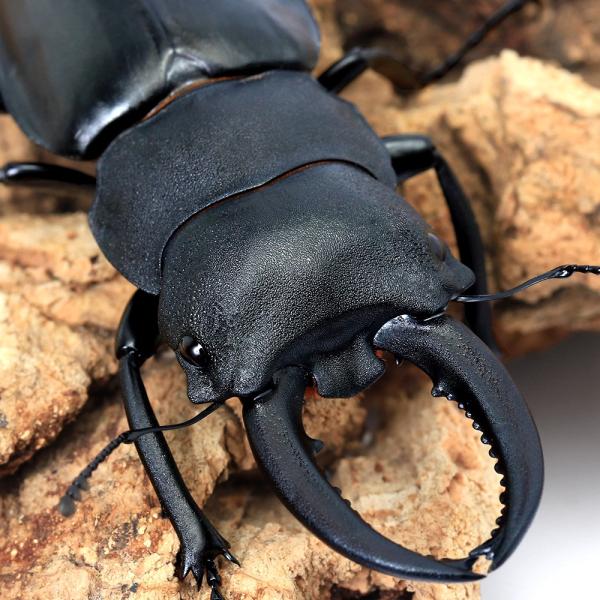 PF_SPQ　クワガタ　Malaysia_insect　▲クワガタ　オドントラビス　クワガタ　外国産クワガタ　成虫　Odontolabis　leuthneri　リュートネル　20260603　y26m06　2026kouki　JA　kong...